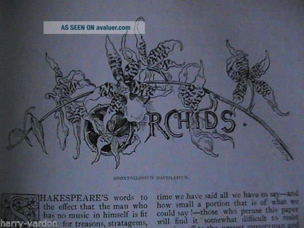 Orchids Orchi Orchid Orchidaceae Flower Antique Rare Old Victorian ...