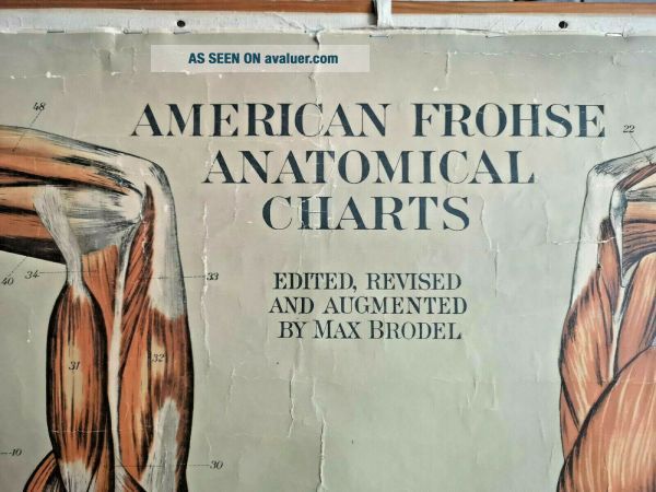 HUGE ADAM ROUILLY ANATOMICAL MEDICAL CHART MUSCLES VERY RARE L@@K NOT ...
