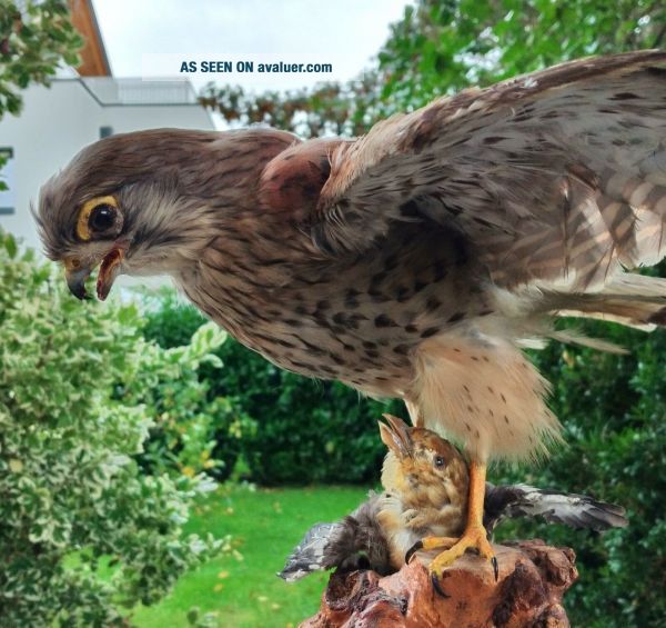 Extreme Rare Taxidermy Mounts Falcon Hawk Catch Yellow Bird Stand On ...