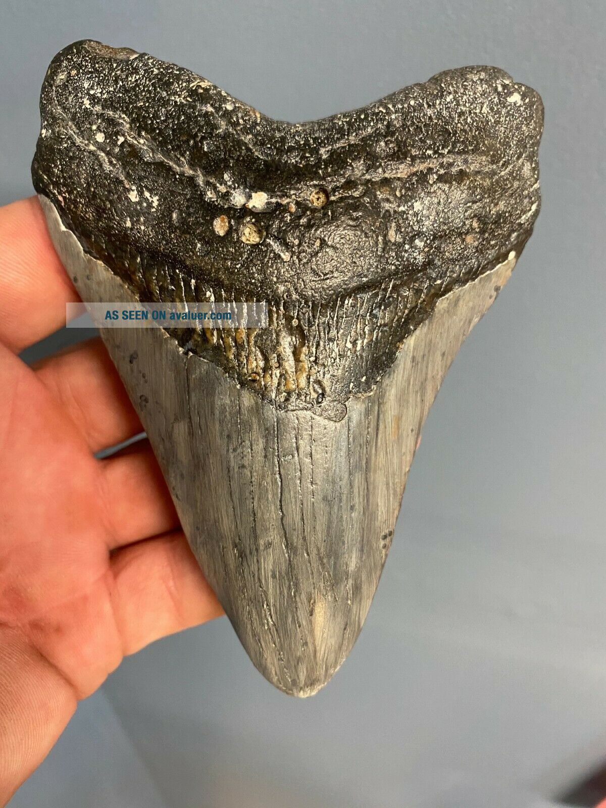 Megalodon Shark Tooth 4. 958 Inch MASSIVE GIANT FOSSIL Very Wide ...