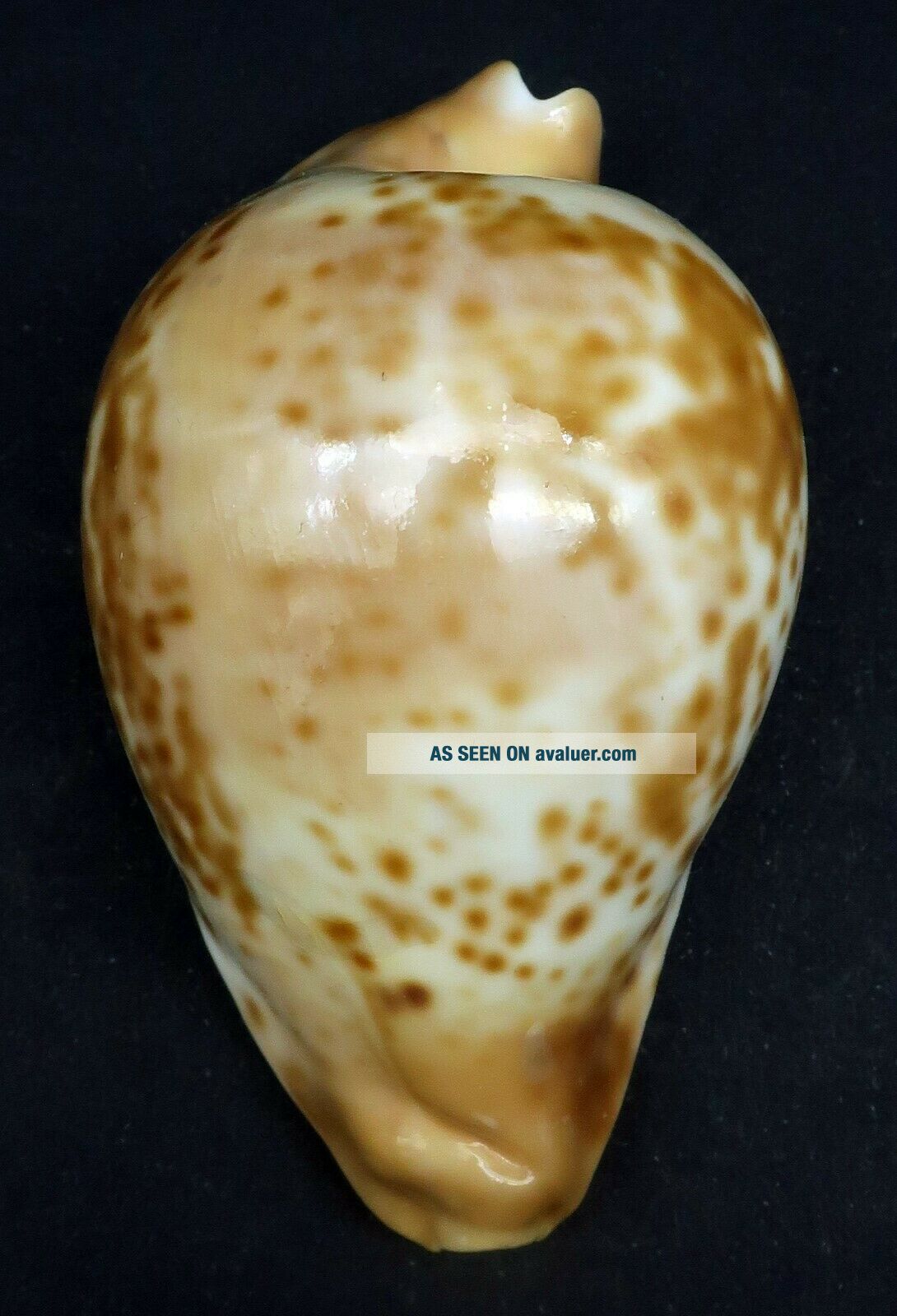 Shallow - Water Cypraea Hesitata F, 78. 7 Mm Tasmania | #31671123