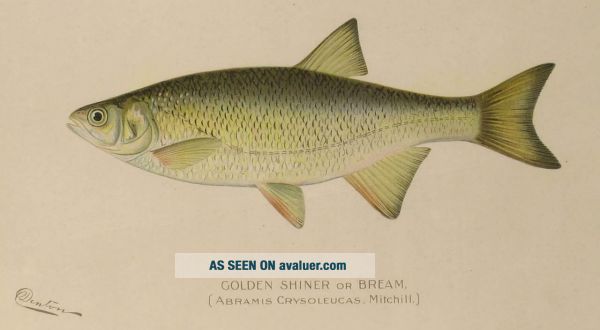 Antique Denton Golden Shiner Bream Fish Fishing Print Custom Archival ...
