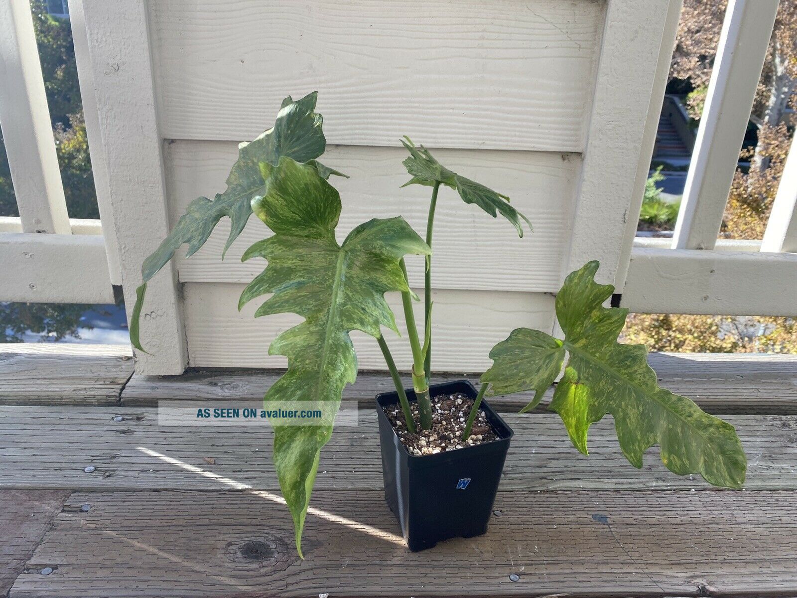 Philodendron Mottled Dragon Lime Fiddle In 4” Pot Rare Aroid USPS ...