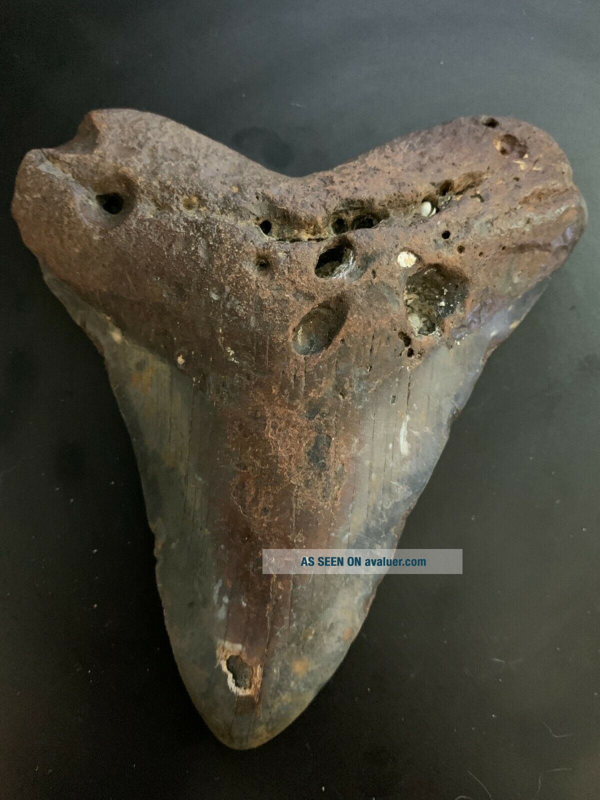 Megalodon Shark Tooth 4. 925 Inch (NO RESTORE) & RARE, Diver Direct ...