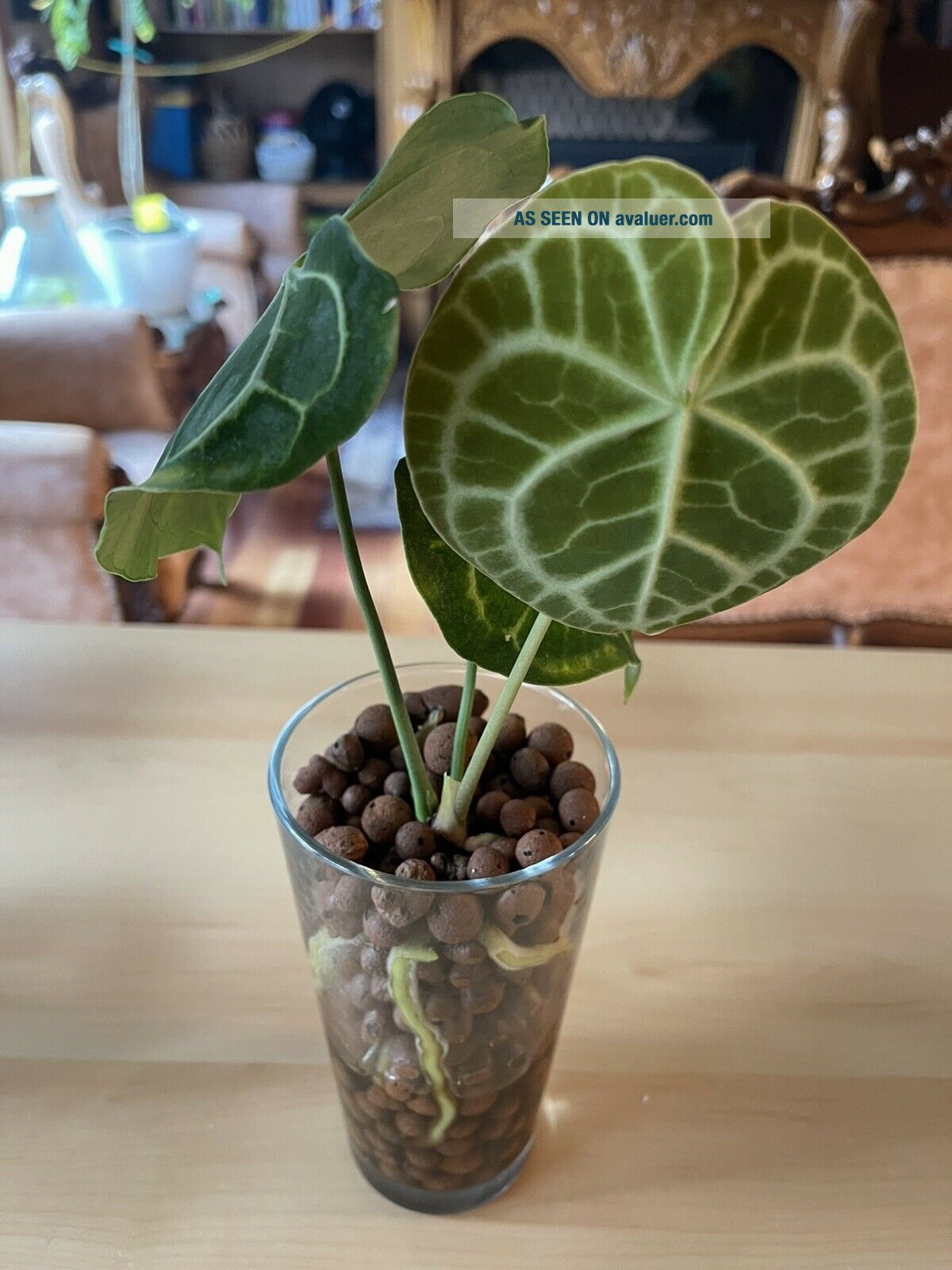 Rare Anthurium Clarinervium Rooted Aroids Tropical Indoor Plant | #43653424
