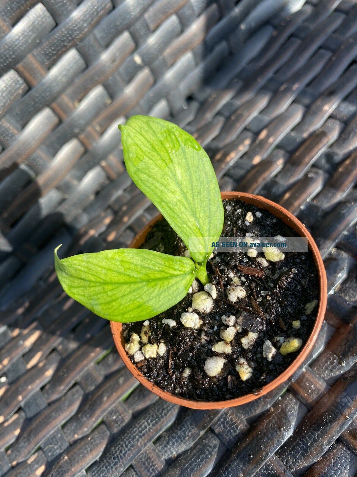 Hoya Polyneura Rare Fishtail Wax Plant Rooted Cutting In A 2” Pot ...