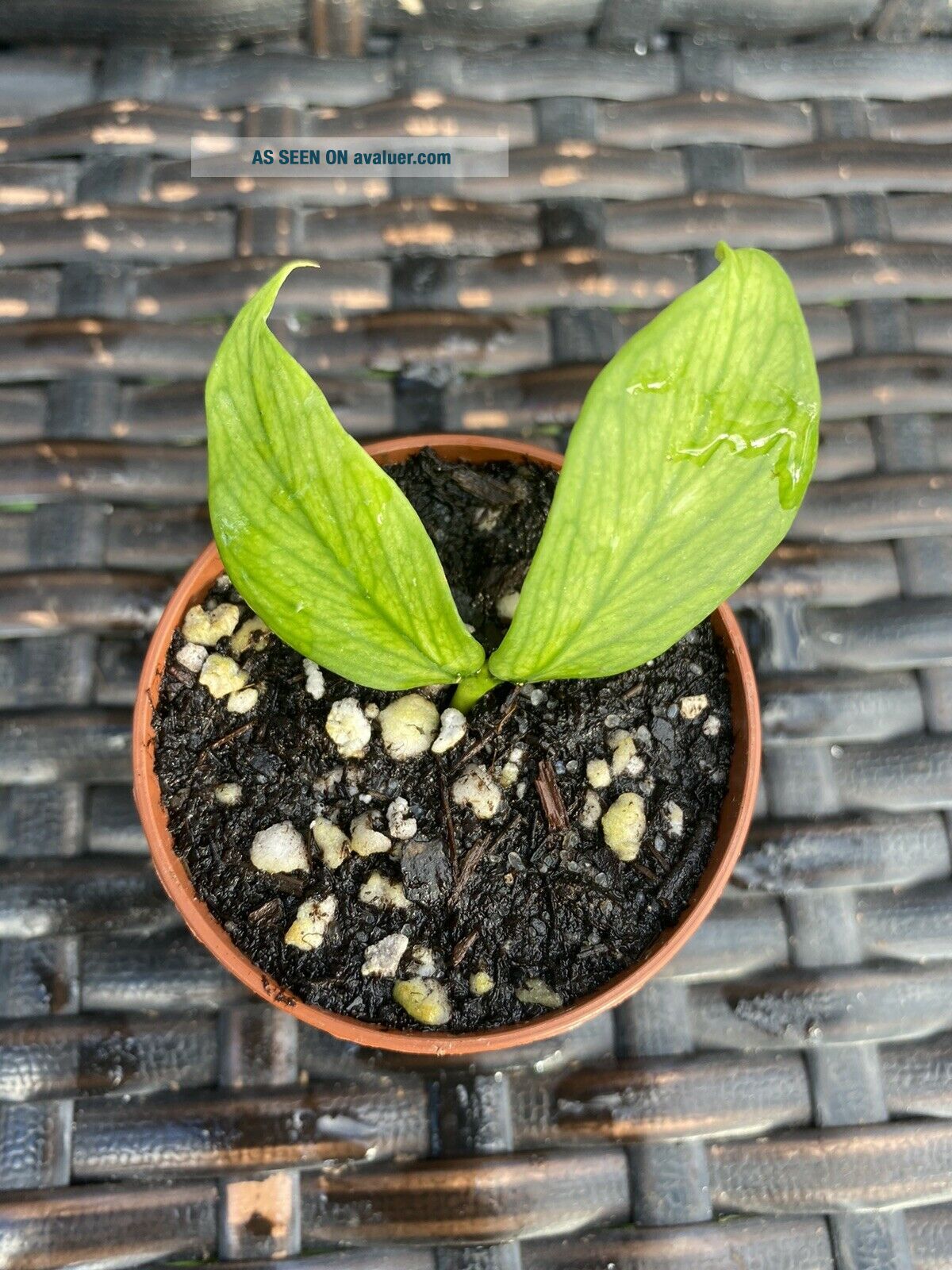 Hoya Polyneura Rare Fishtail Wax Plant Rooted Cutting In A 2” Pot ...