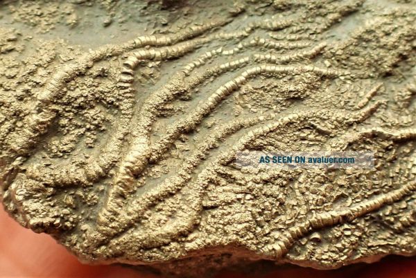 Gold Pyrite Crinoid Fossil UK Jurassic Pentacrinites Fossilis Charmouth ...