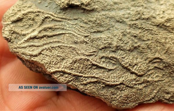 Gold Pyrite Crinoid Fossil UK Jurassic Pentacrinites Fossilis Charmouth ...