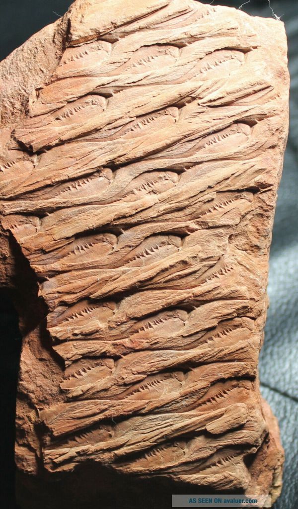 Big, Perfectly Preserved Carboniferous Fossil Plant - Lepidodendron ...