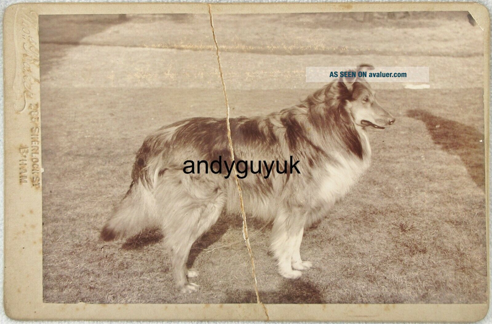 CABINET CARD ROUGH COLLIE ANTIQUE PHOTO DOG ANIMAL BIRMINGHAM THOMAS ...
