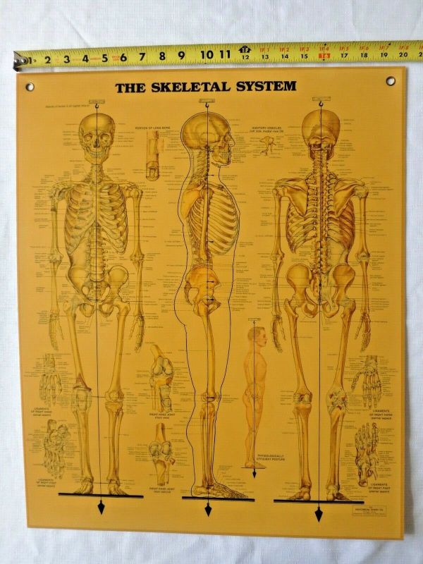 Vintage Anatomical Chart Co The Skeletal System Laminated Chart - Peter ...