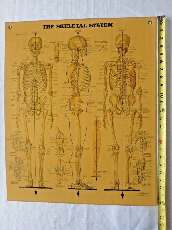 Vintage Anatomical Chart Co The Skeletal System Laminated Chart - Peter ...