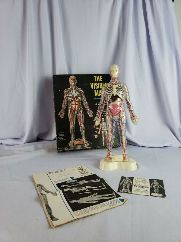 The Visible Man By Renwal Human Model Science Assembly Project 1959 ...