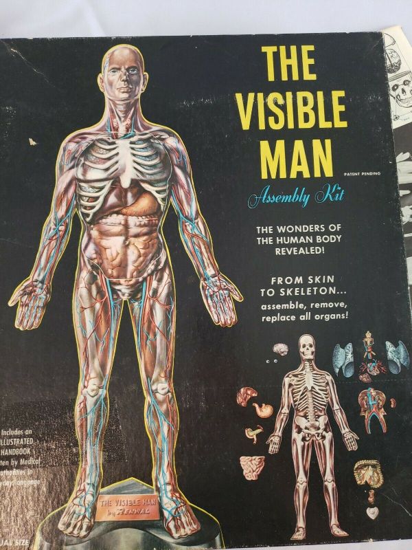 The Visible Man By Renwal Human Model Science Assembly Project 1959 ...